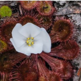 Flora and fauna of Wookarung and the Canadian Corridor, Ballarat ...