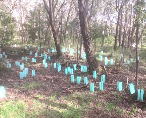 Dementia Trail tree planting | Friends of Canadian Corridor