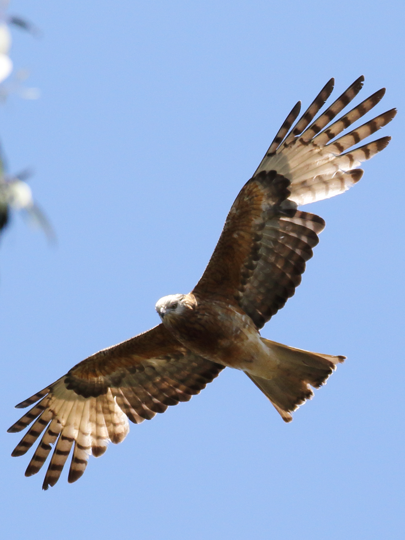 Birds of Woowookarung and the Ballarat region | Friends of Canadian ...
