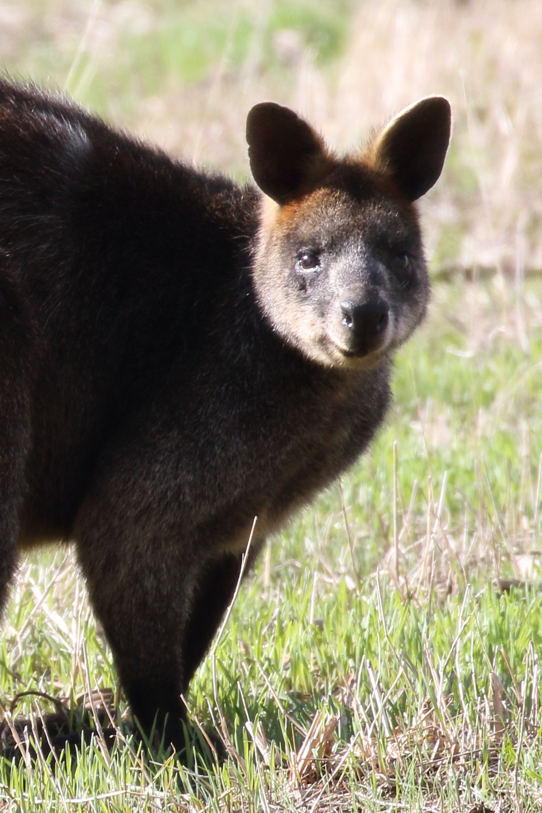 black wallaby | Friends of Canadian Corridor