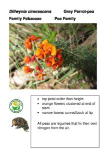 Dillwynia cinerascens Grey Parrot-pea | Friends of Canadian Corridor