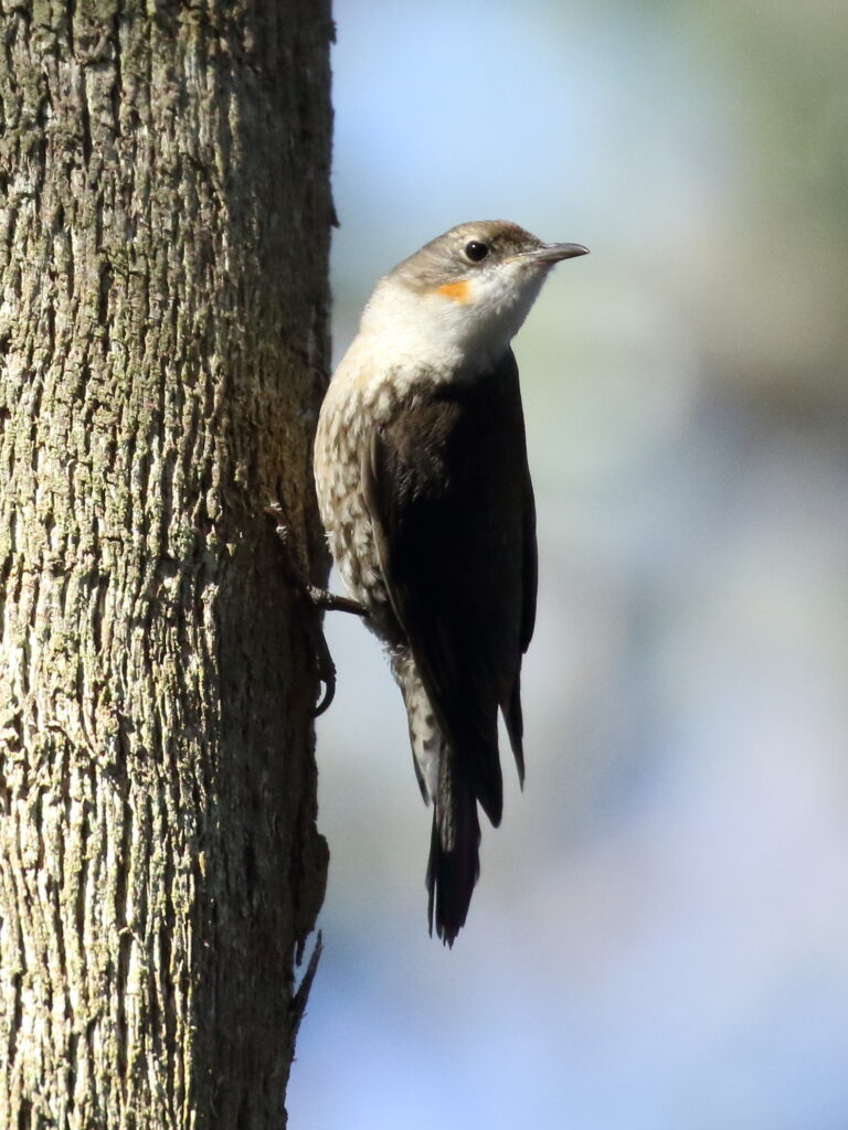 Bird of the Month | Friends of Canadian Corridor