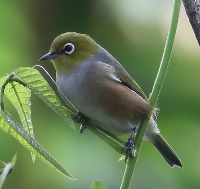 Silvereye RLvii | Friends of Canadian Corridor