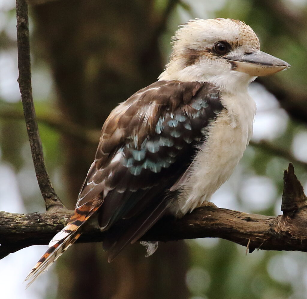 Bird of the Month | Friends of Canadian Corridor