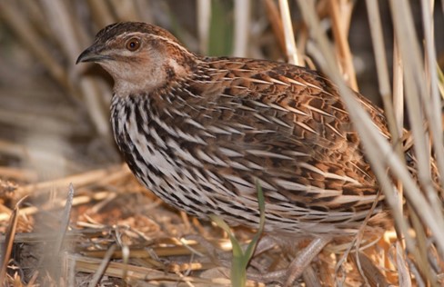 Stubble Quail image sourced from iNaturalist | Friends of Canadian Corridor