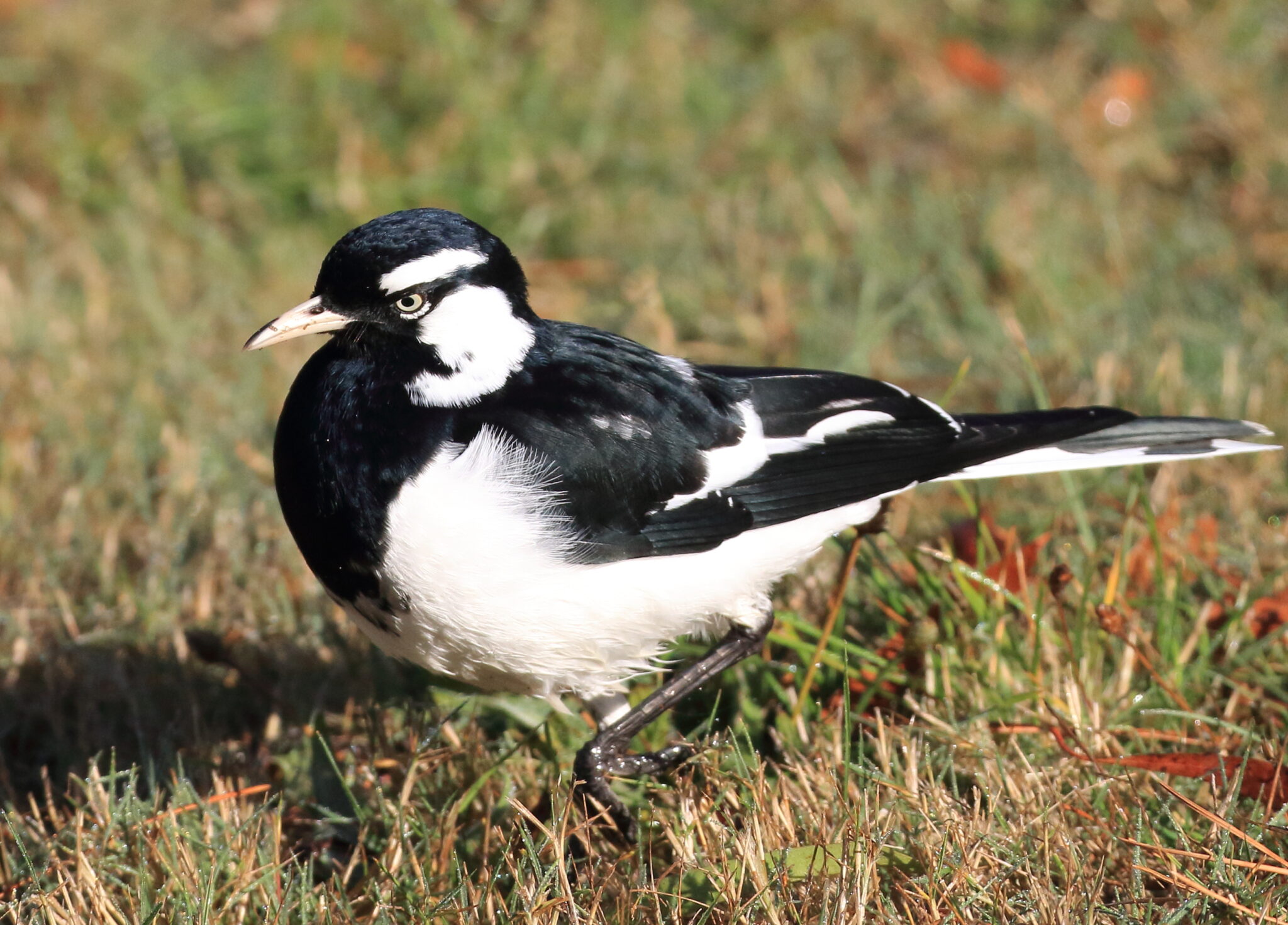 magpie lark m | Friends of Canadian Corridor