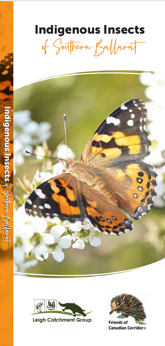 Insects | Friends of Canadian Corridor